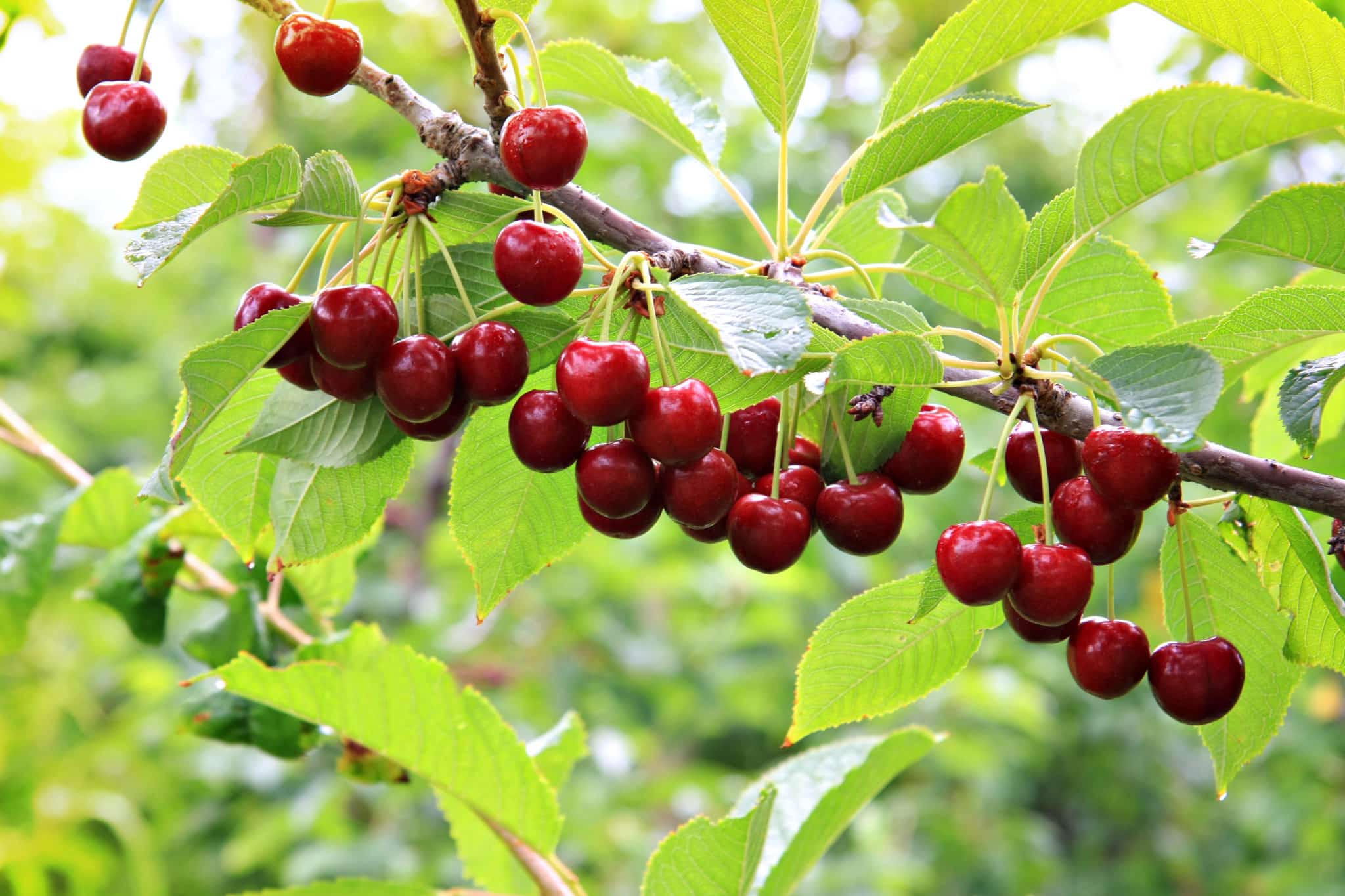 Home - Woodyatt Cherry Farm - 100% Utah Grown Montmorency Cherries