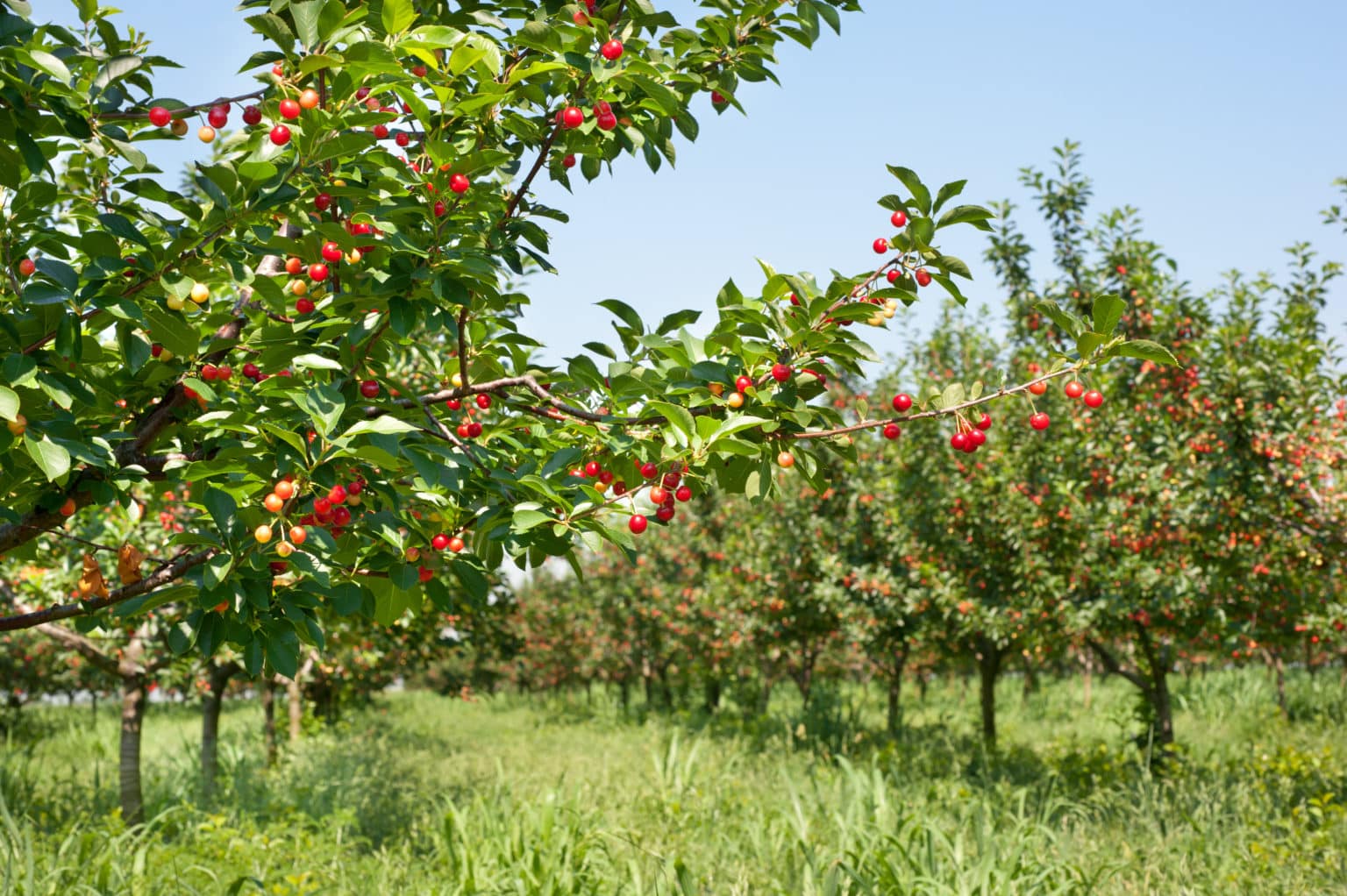 Home - Woodyatt Cherry Farm - 100% Utah Grown Montmorency Cherries